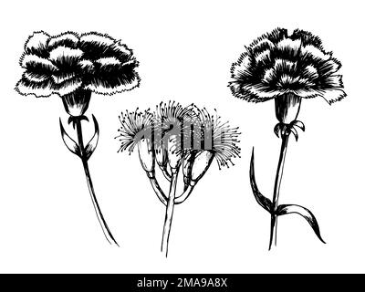 Big carnation vector set Stock Vector Image & Art - Alamy