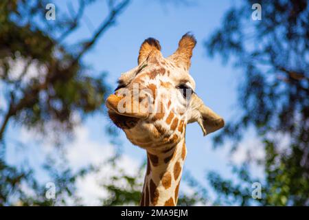 The giraffe lives in the Israel zoo. Close-up of a giraffe eating Stock ...