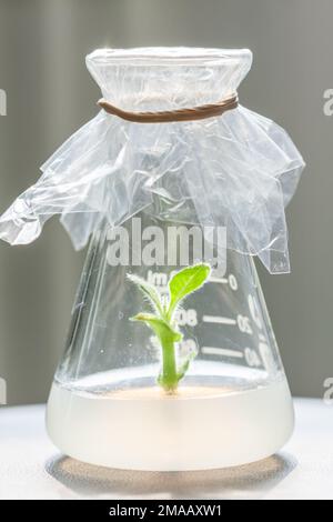 A vertical shot of a plant propagating in a glass test tube with a ...