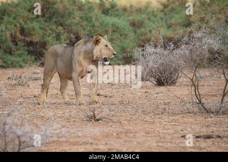 Maneless adult male lion (Panthera leo). Lions in the dry areas of ...
