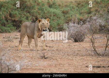 Male maneless lion Stock Photo - Alamy