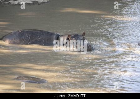 Hippos rest in river of Masai Mara Stock Photo - Alamy