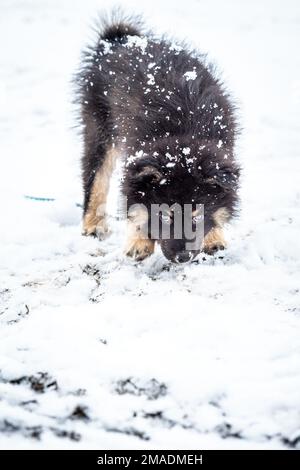 a playful puppy explore the world. sleepy puppy a sleepy after play all ...