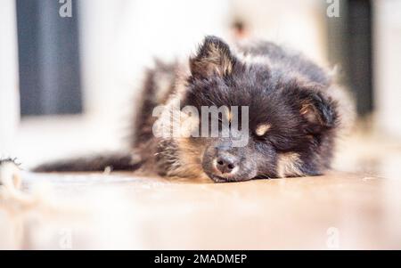 a playful puppy explore the world. sleepy puppy a sleepy after play all ...