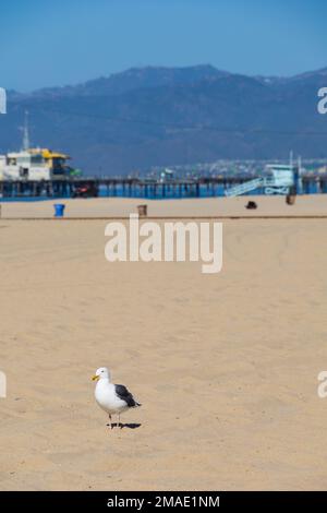 Sea Gull at Los Angeles Pier Stock Photo - Alamy