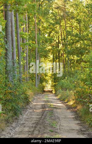 The forest road leads through the forest into the unknown Stock Photo ...
