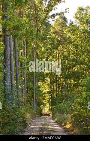 The forest road leads through the forest into the unknown Stock Photo ...