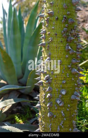 The trunk of a tree is covered with hard thorns. Nature is protected ...