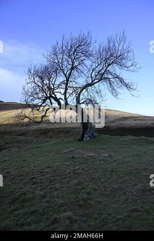 First buds on the branches of an ash tree in winter on a sunny day ...
