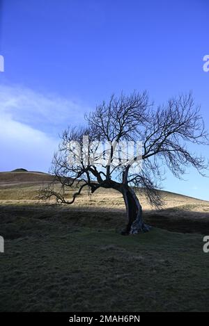 The Frandy tree Glendevon Perthshire Stock Photo - Alamy