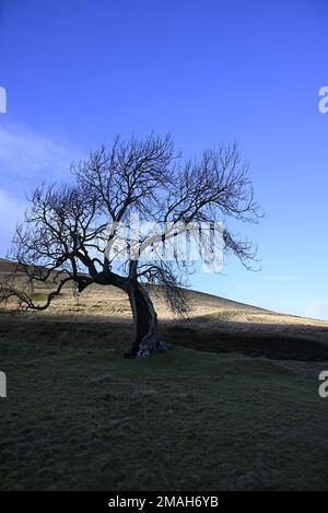 The Frandy tree Glendevon Perthshire Stock Photo - Alamy