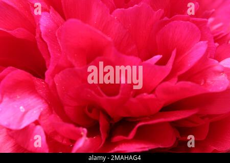 fresh bright blooming peon flower pink color, close up Stock Photo - Alamy