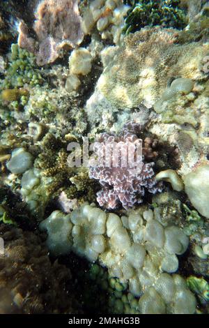 Coral, Koralle, corail, Gili Air, Gili Islands, West Nusa Tenggara ...