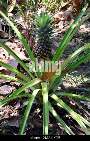 Pineapple, Ananas, Ananas comosus, ananász, Bali, Indonesia, Asia Stock ...