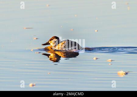 Ruddy Duck at sunrise; Monte Vista National Wildlife Refuge; San Luis ...
