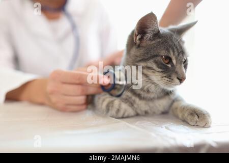 A veterinarian examines a sick cat on a table in a veterinary clinic ...