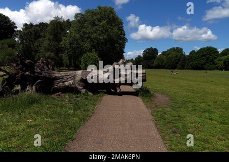 Tree fallen across path, Bute Park, Cardiff. July 2022. Summer. cym ...