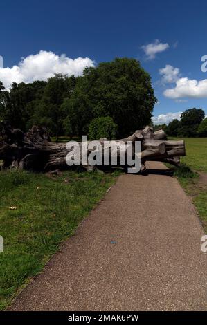 Tree fallen across path, Bute Park, Cardiff. July 2022. Summer. cym ...