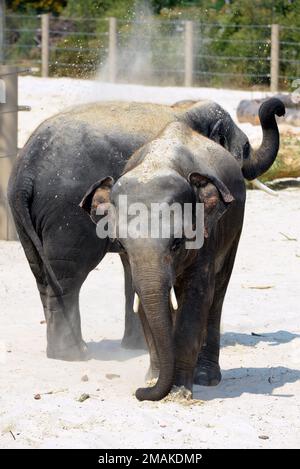 Asian elephant, Asiatische Elefant, Éléphant d'Asie, Elephas maximus ...