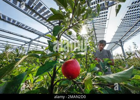 Special mounted solar panels are installed over a biological apple ...