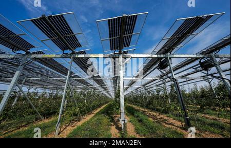 Special mounted solar panels are installed over a biological apple ...