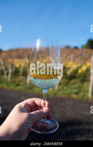 Tasting during winery tour of txakoli or chacolí slightly sparkling ...
