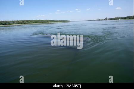 The wreckage of a WWII German warship is seen in the Danube river near ...