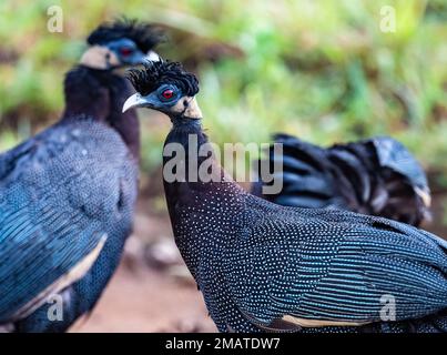 Southern Crested Guineafowls (Guttera edouardi) foraging in field ...