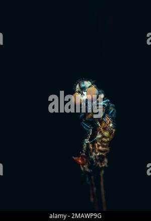 Macro shot of a Holcocephala fusca on e green plant isolated on black ...