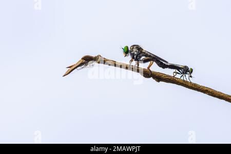 Robberfly mating on the tree branch, Insect happy time in nature ...