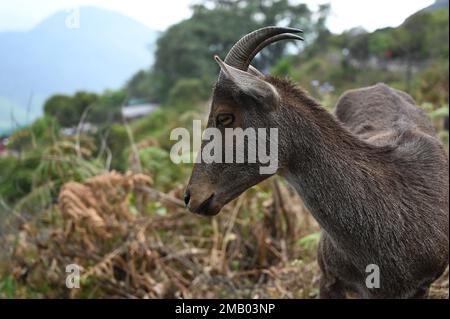 Closeup picture of Endangered Nilgiri tahr at eravikulam national park ...