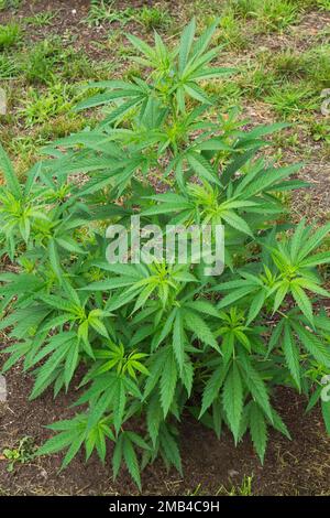High angle view of cannabis plant growing outdoors Stock Photo - Alamy