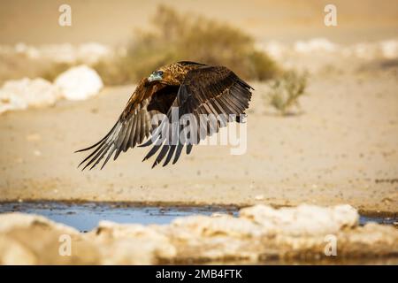 Bateleur Eagle juvenile flying over waterhole in Kgalagadi ...