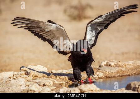 Bateleur Eagle jumping in water spread wings in Kgalagadi transfrontier ...