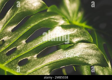 A large green real leaf of room monstera creeper. Tropical palm Stock ...