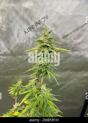 An image of a single branch of marijuana in the blurred background ...