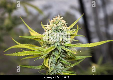 An image of a single branch of marijuana in the blurred background ...