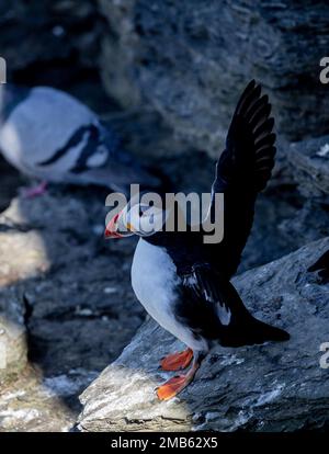 Puffins, Marwick Head, Orkney Stock Photo - Alamy