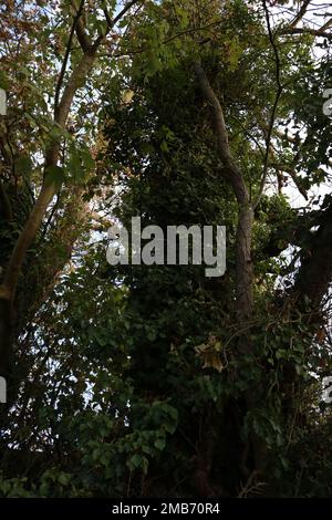 Vertical shot of trees in the forest Stock Photo - Alamy