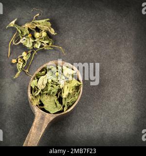 Galinsoga parviflora - Dried dehydrated leaves of guasca Stock Photo ...