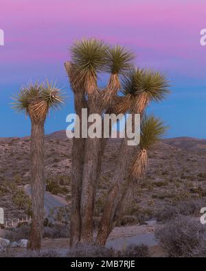 A vertical shot of a joshua tree growing in a park under a cloudy sky ...