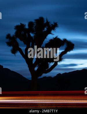 A vertical shot of a joshua tree growing in a park under a cloudy sky ...