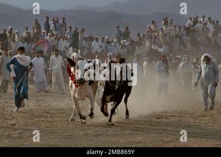 Pair of oxen yoked together Stock Photo - Alamy