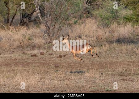 Impala leaping with all four feet off the ground whilst running in the ...