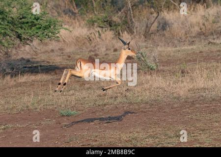 Impala leaping with all four feet off the ground whilst running in the ...