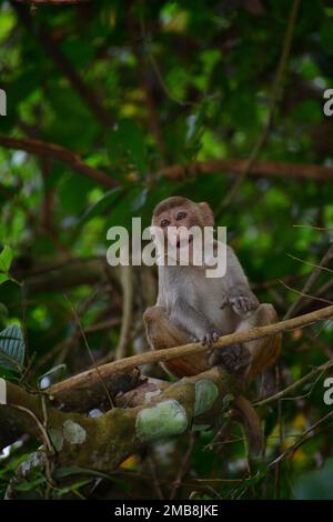 Wild Banana species from India & Indonesia - Musa sanguinea Stock Photo ...