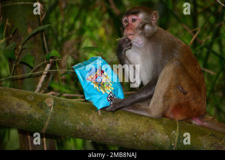 Monkey eating chips in the wild forest in Bangladesh Stock Photo - Alamy