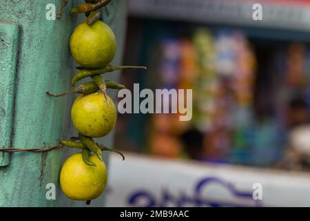 lemon and green chilli hanging at storefront to protect from evil eyes ...