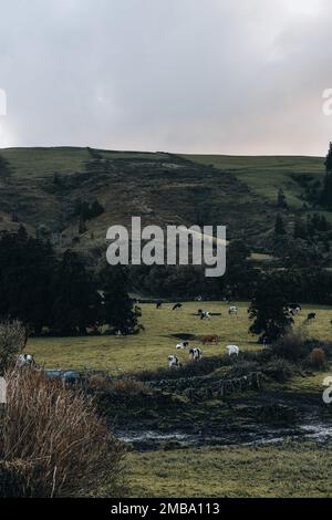 Landscapes view on Azores Islands with cow Stock Photo - Alamy
