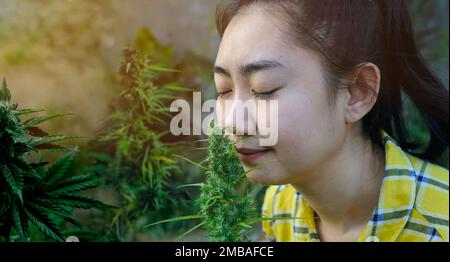 Asia woman smelling marijuana flower in the cannabis plantation Stock ...